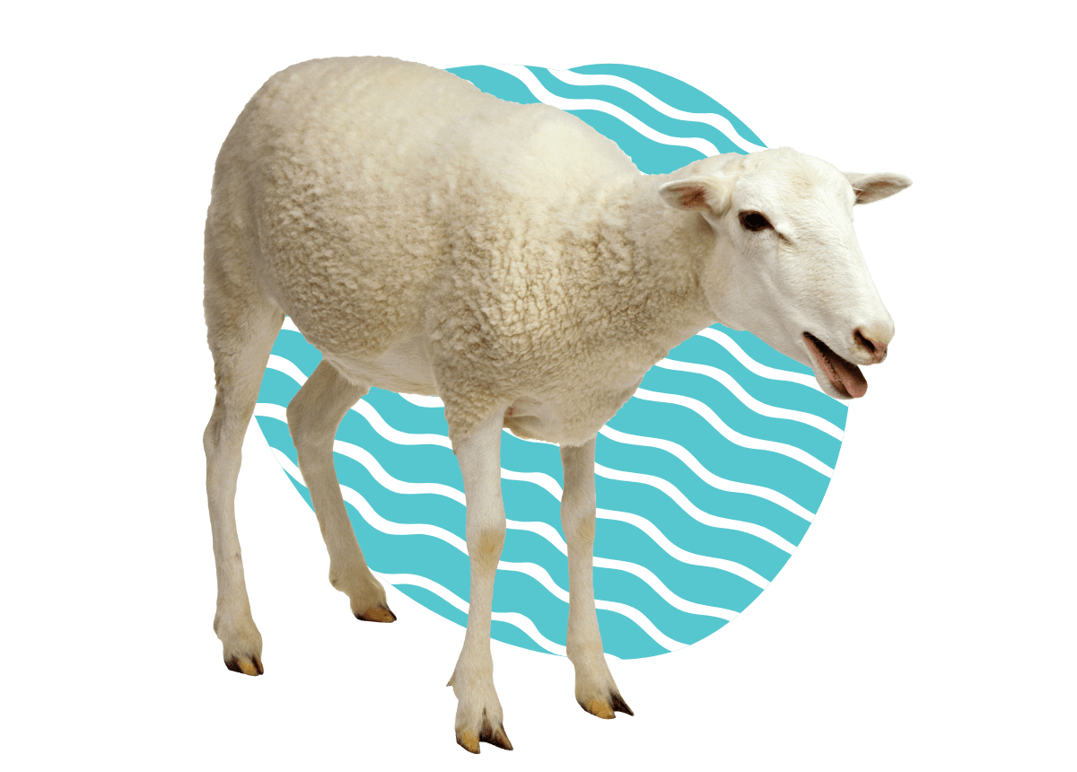 Vet Near Me Medina, OH 44256 | Sharon Center Veterinary Hospital