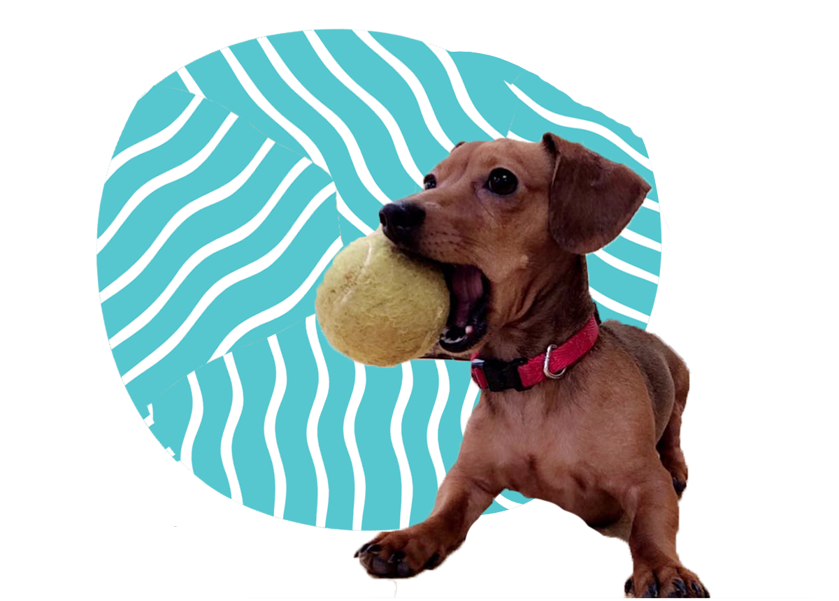 Message Success | Sharon Center Veterinary Hospital