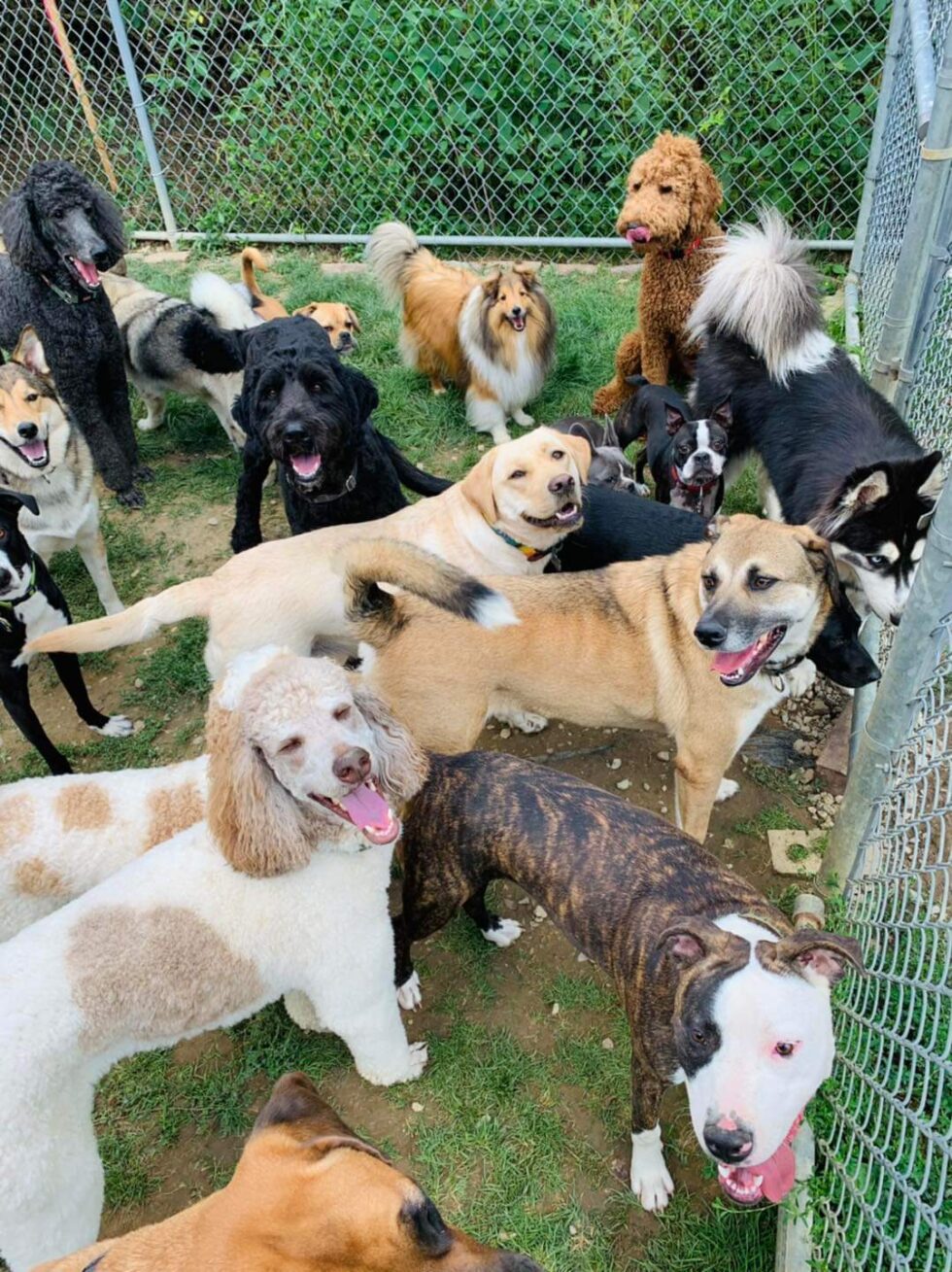 Pet Daycare In Medina, OH 44256 | Sharon Center Veterinary Hospital