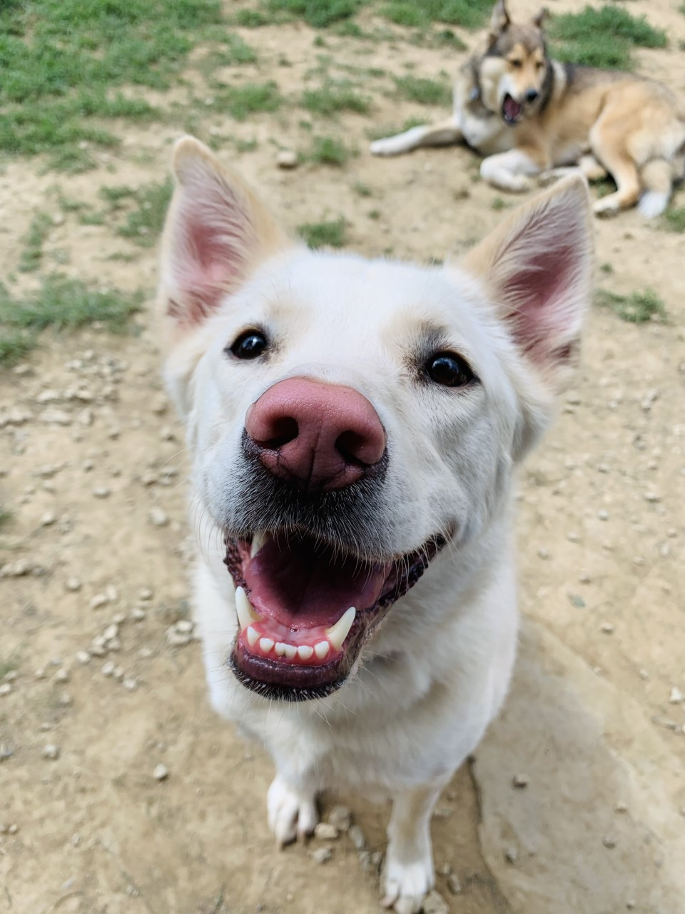 Medina, OH 44256 Veterinarians | Sharon Center Veterinary Hospital